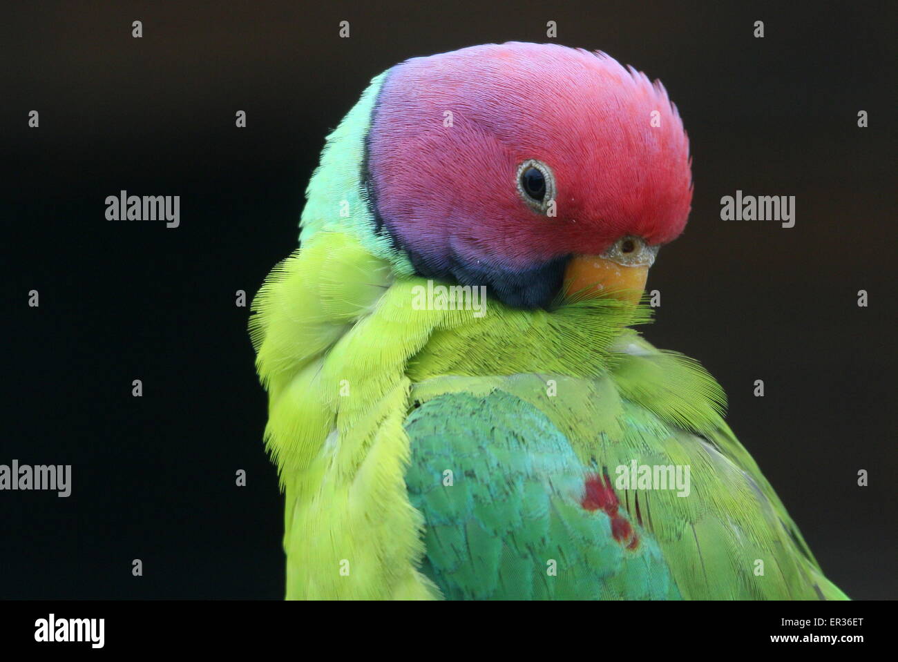 Male Indian Plum-headed parakeet (Psittacula cyanocephala) preening his ...