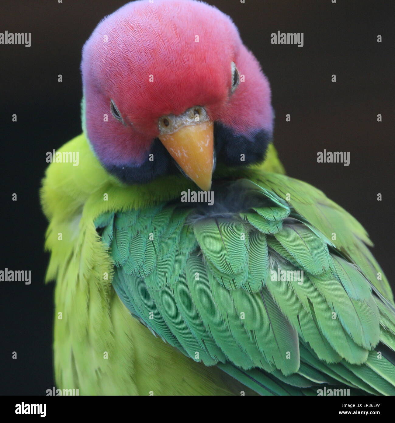 Male Indian Plum-headed parakeet (Psittacula cyanocephala) preening his ...