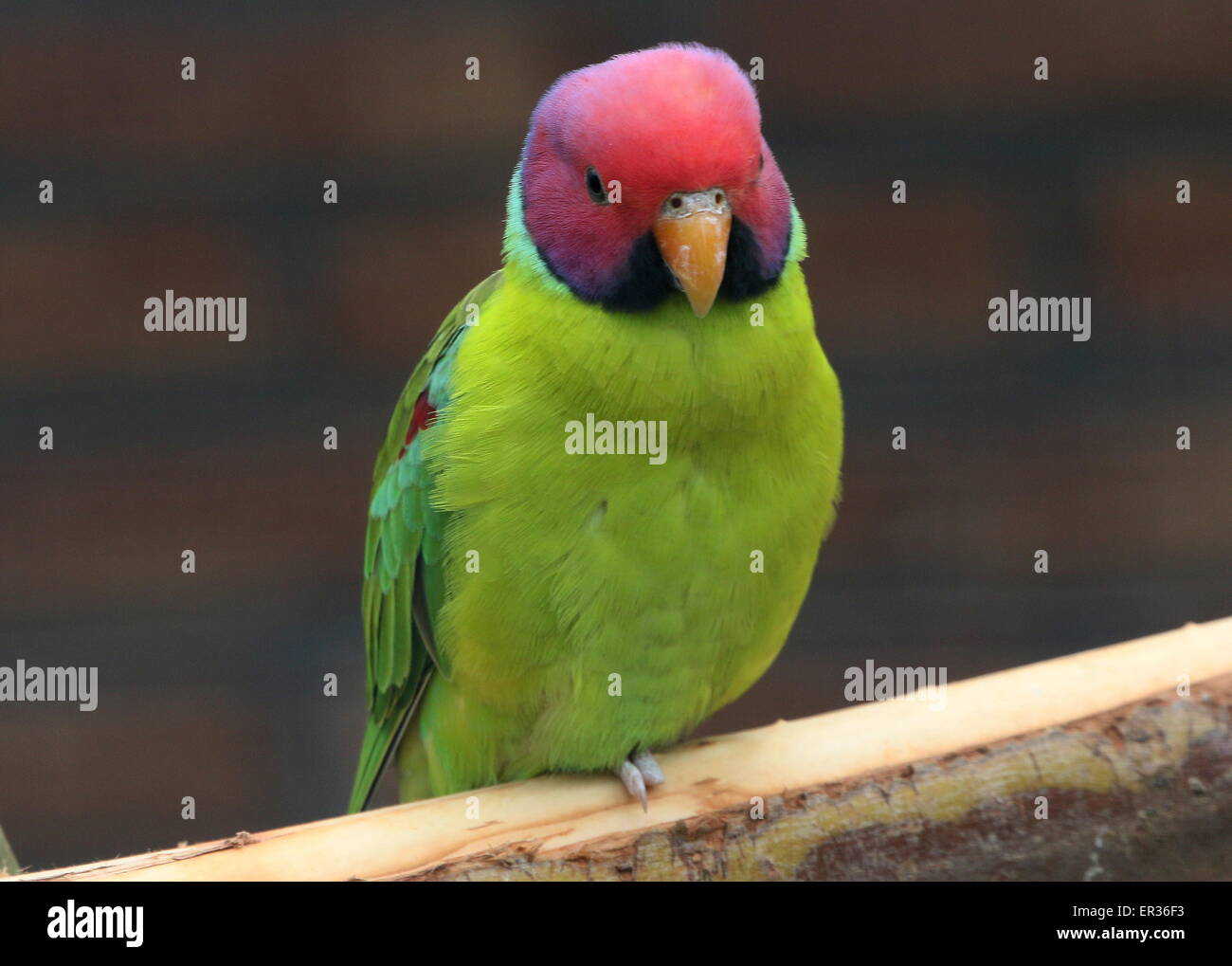 Male Indian Plum-headed parakeet (Psittacula cyanocephala) in a cage at ...