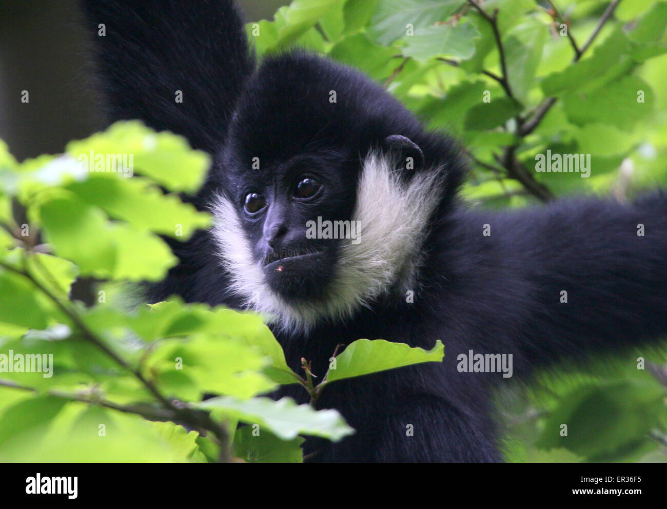 Witwanggibbon hi-res stock photography and images - Alamy