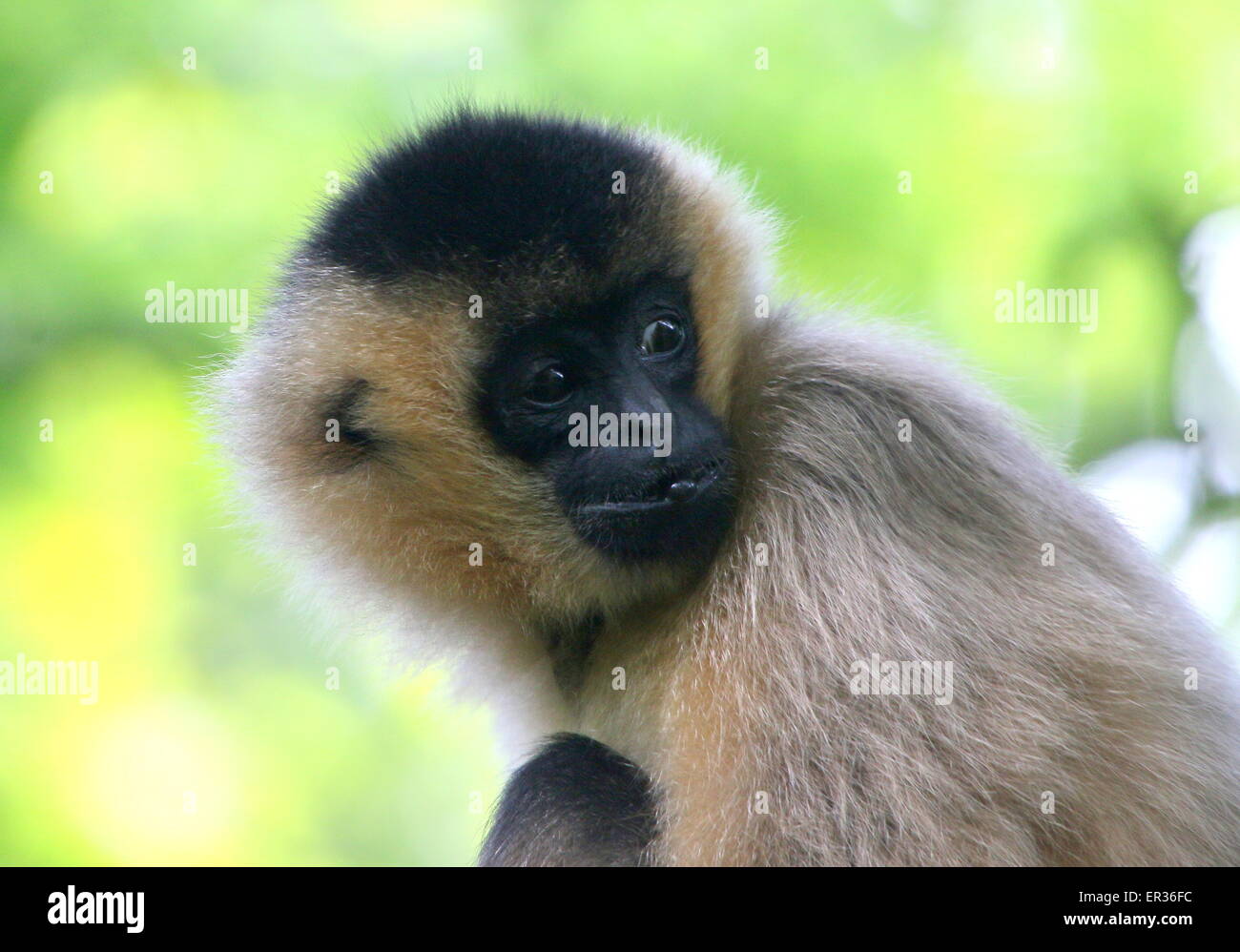 Female Southeast Asian Northern white cheeked gibbon (Nomascus ...