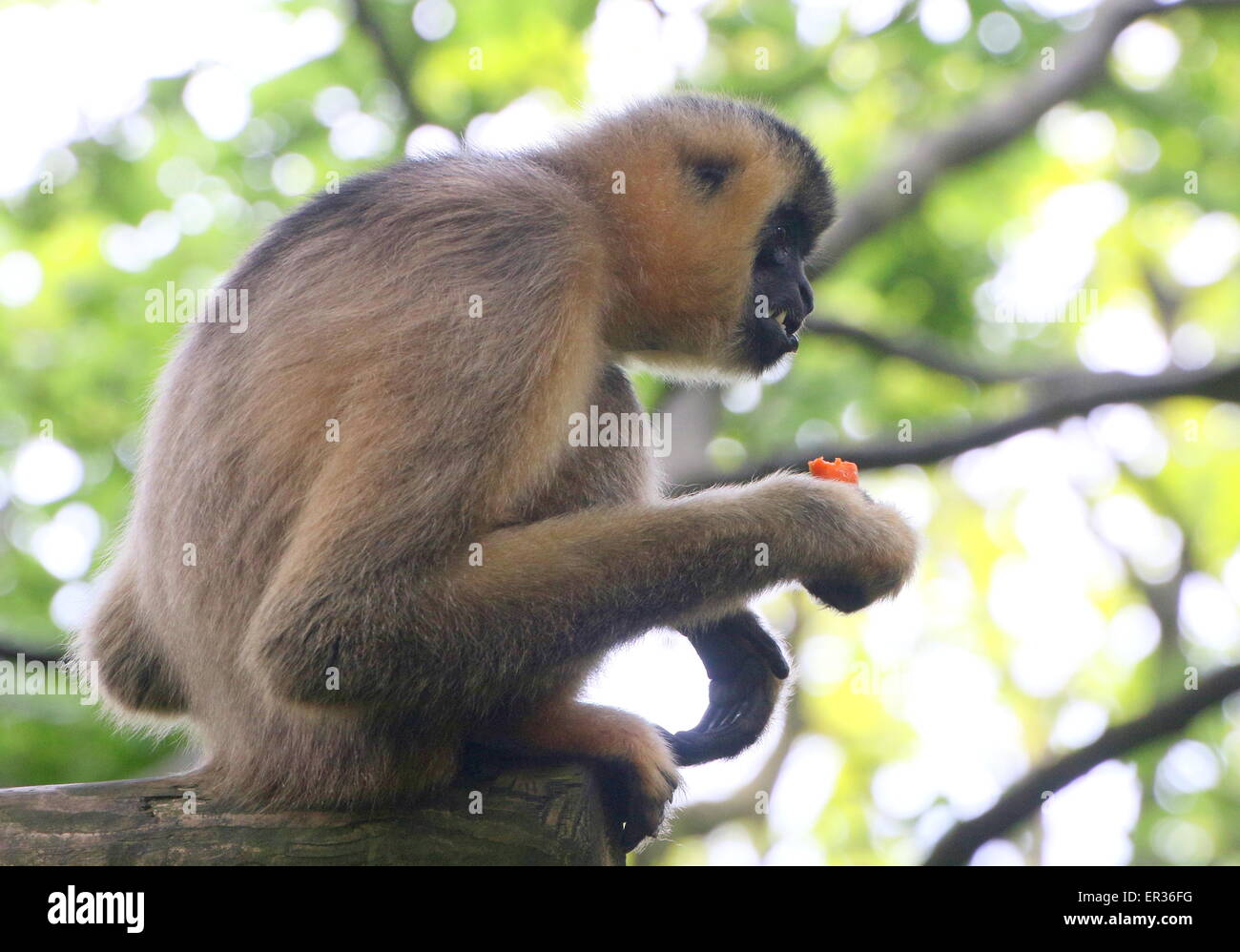 Female Southeast Asian Northern white cheeked gibbon (Nomascus ...