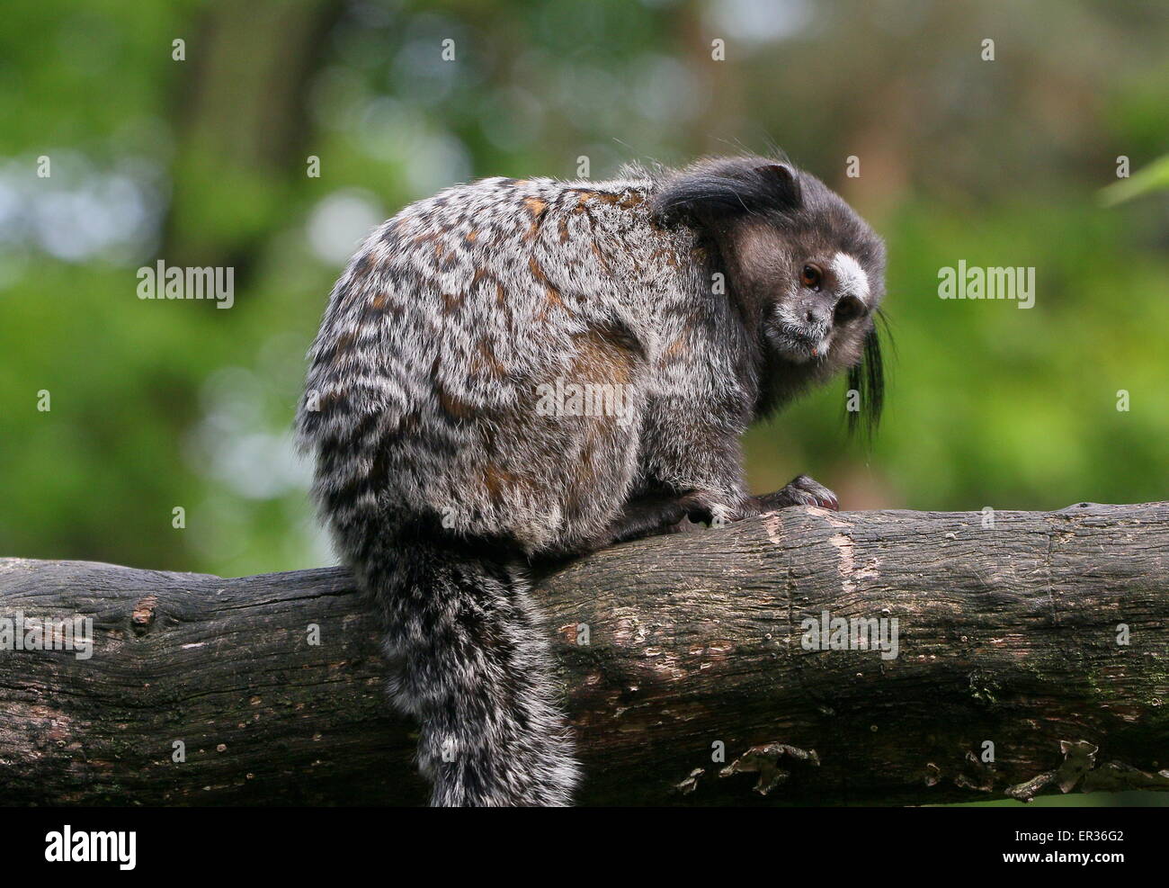Tufted ear marmosets hi-res stock photography and images - Alamy