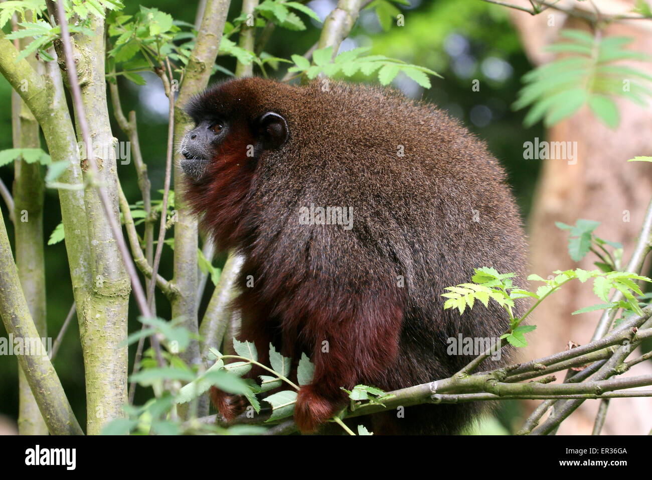 Coppery titi monkey hi-res stock photography and images - Alamy
