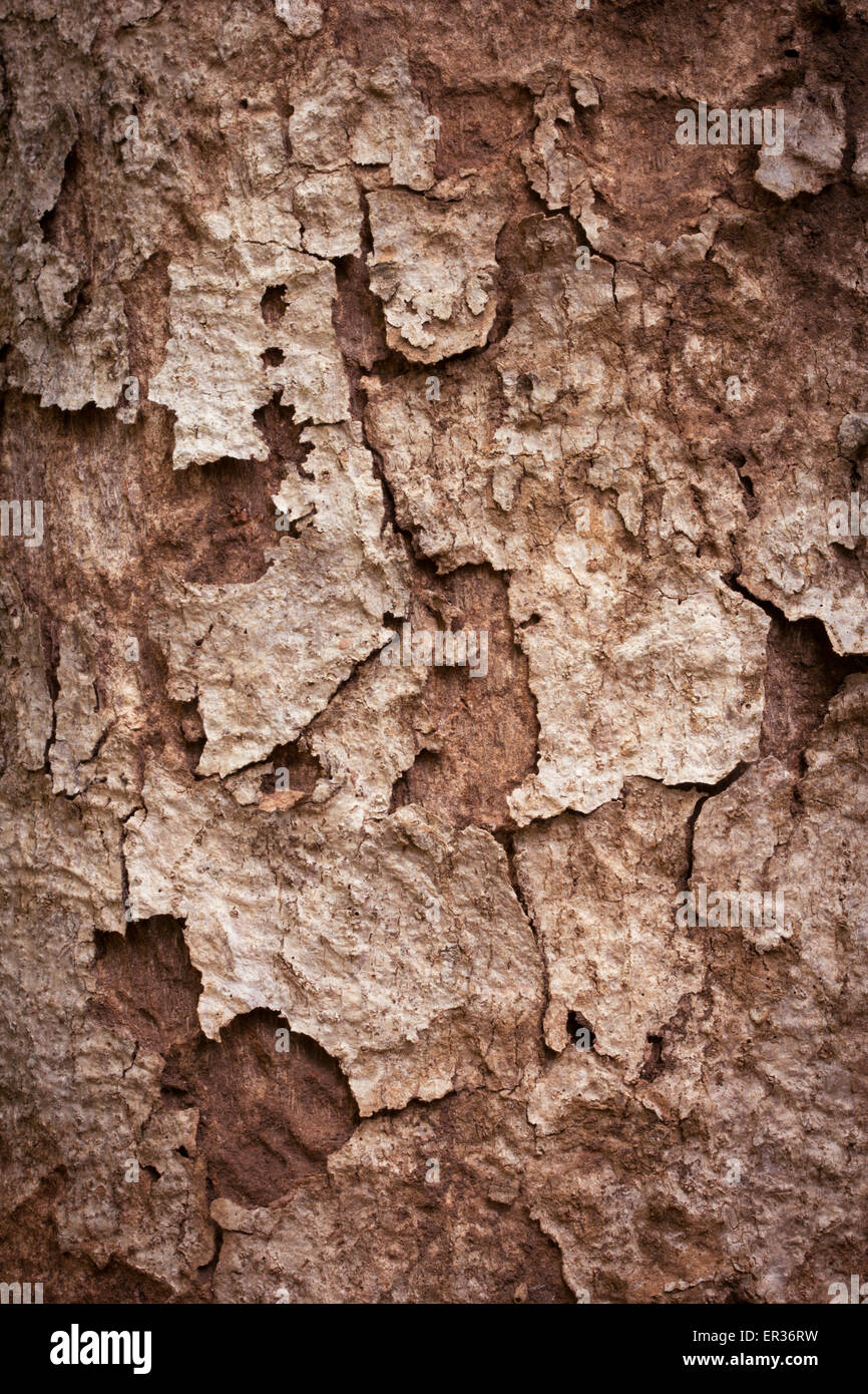 Tree bark texture full frame in nature Stock Photo - Alamy