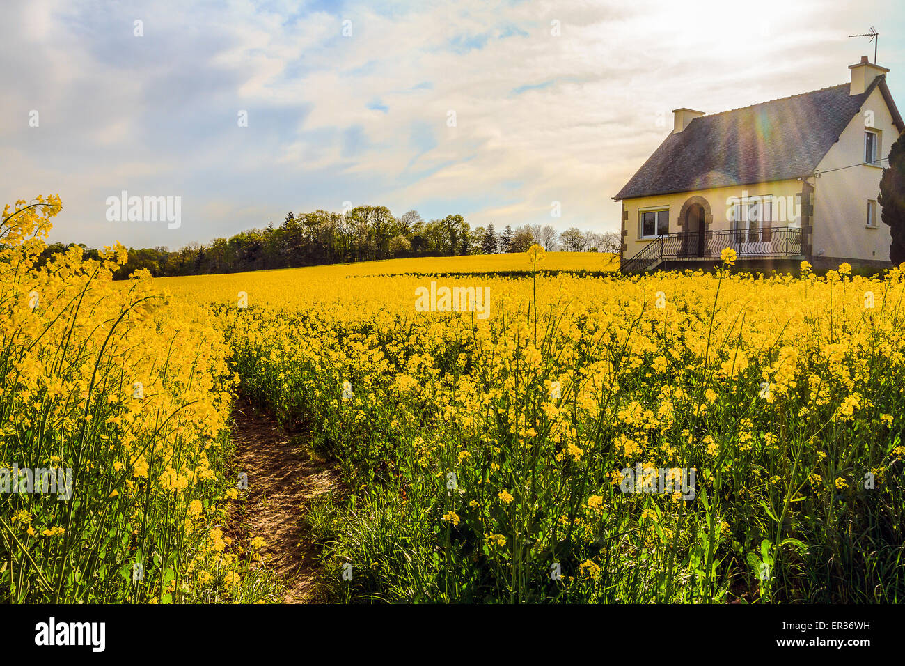 Rapesead hi-res stock photography and images - Alamy