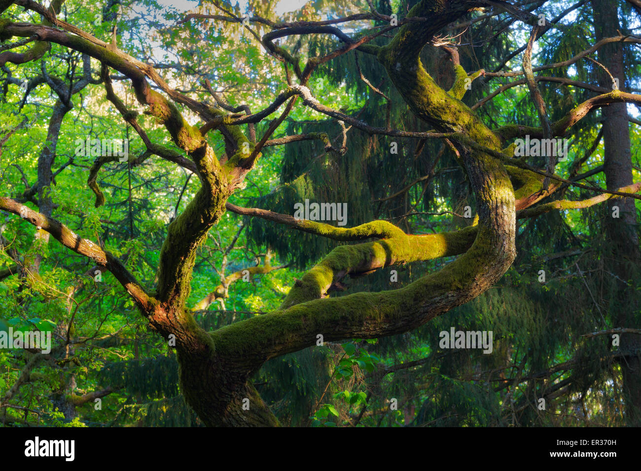 Branch network hi-res stock photography and images - Alamy