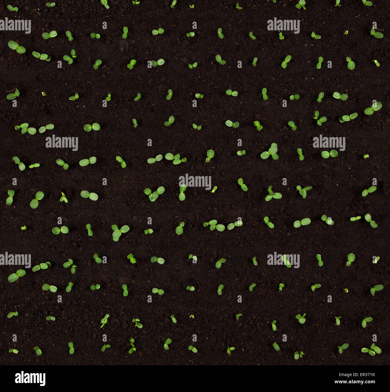 Top view of seedlings in soil Stock Photo - Alamy