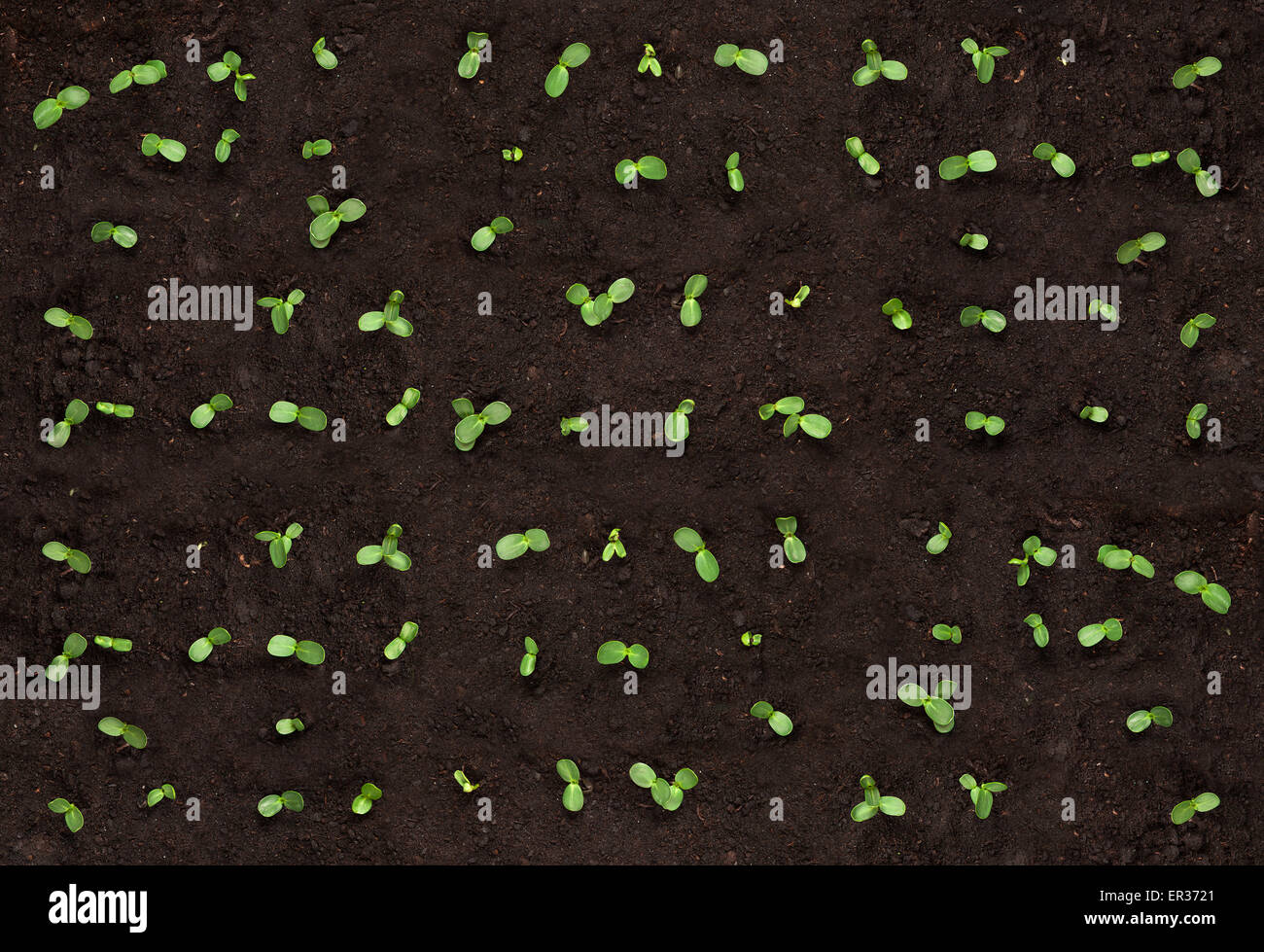 Top view of seedlings in soil Stock Photo - Alamy