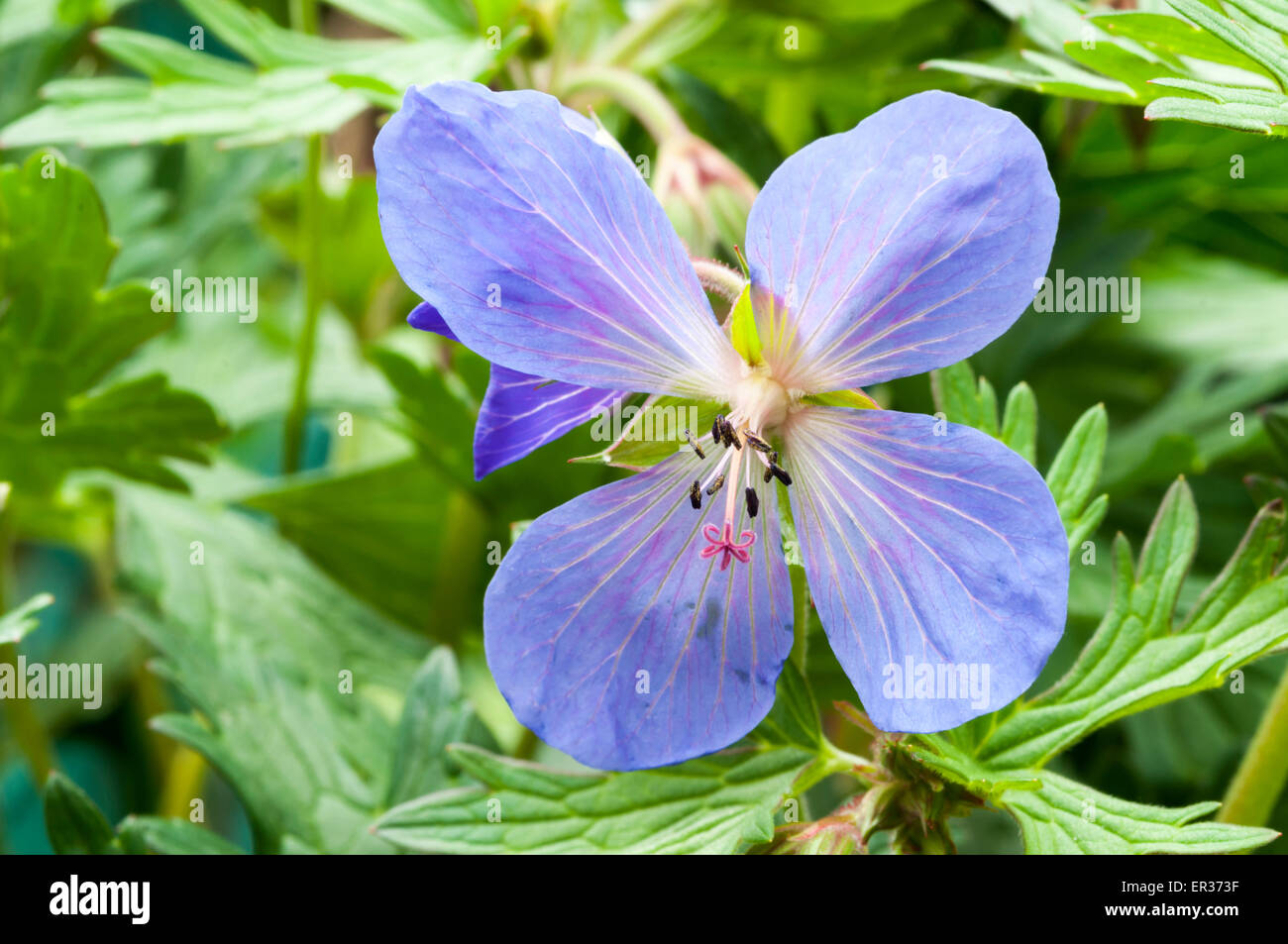 Geranium 'Johnson's Blue' Stock Photo - Alamy