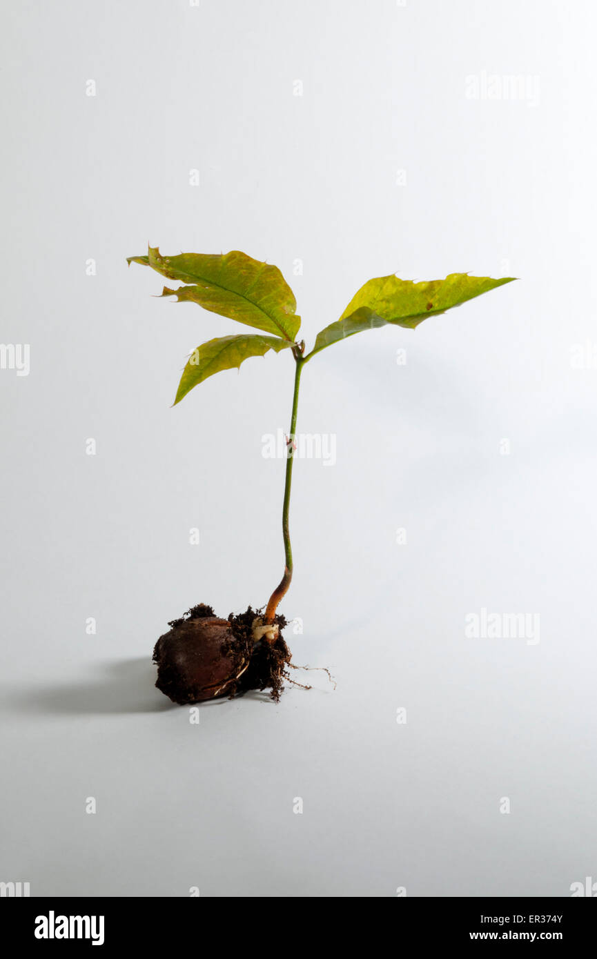 Seedling leaves growing from hi-res stock photography and images - Alamy