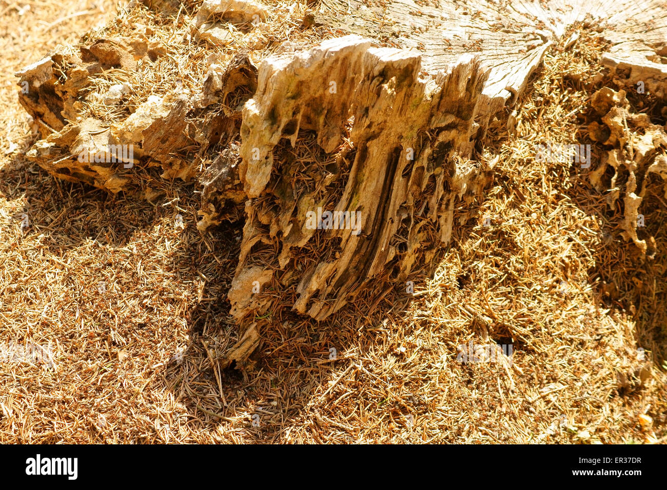 Ant passages hi-res stock photography and images - Alamy