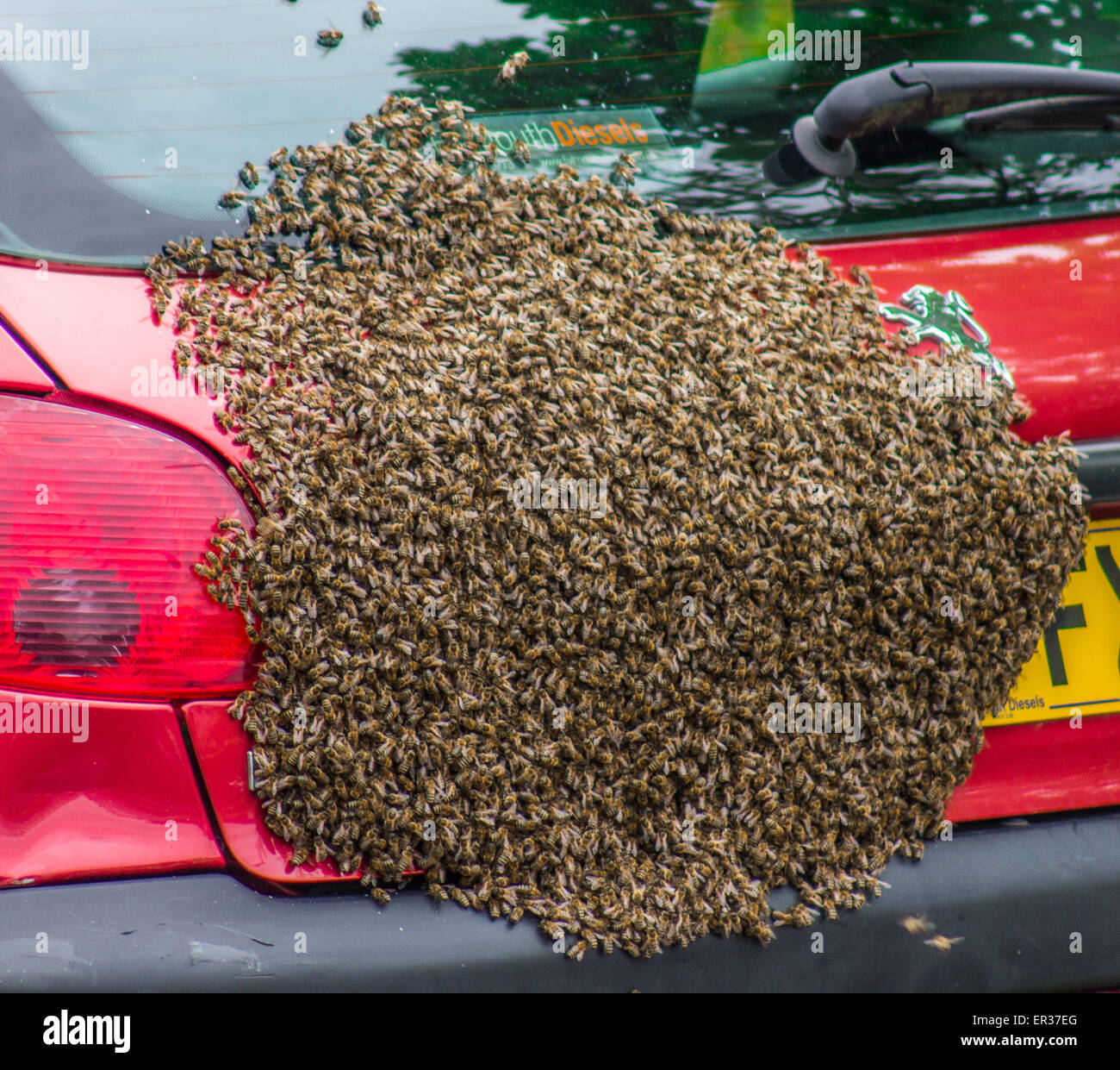 Coastal bee hi-res stock photography and images - Alamy