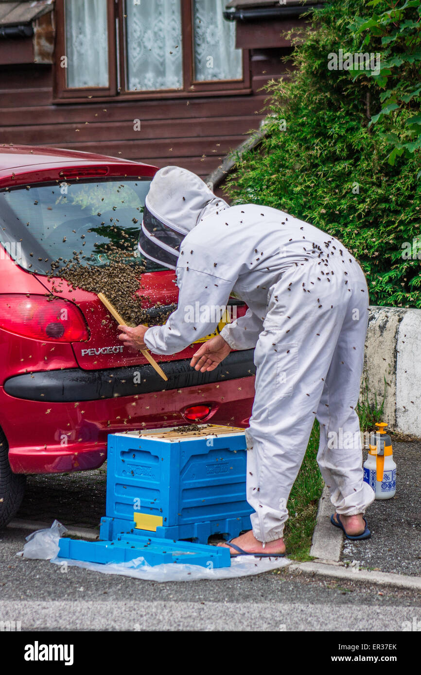 A native Honey Bee swarm of up to 5000 on the back of a car Stock Photo ...