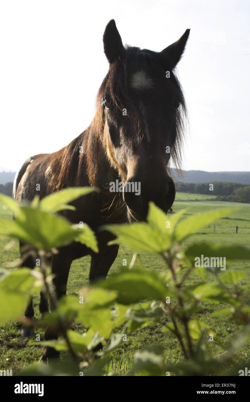 Pferdekopf hi-res stock photography and images - Alamy