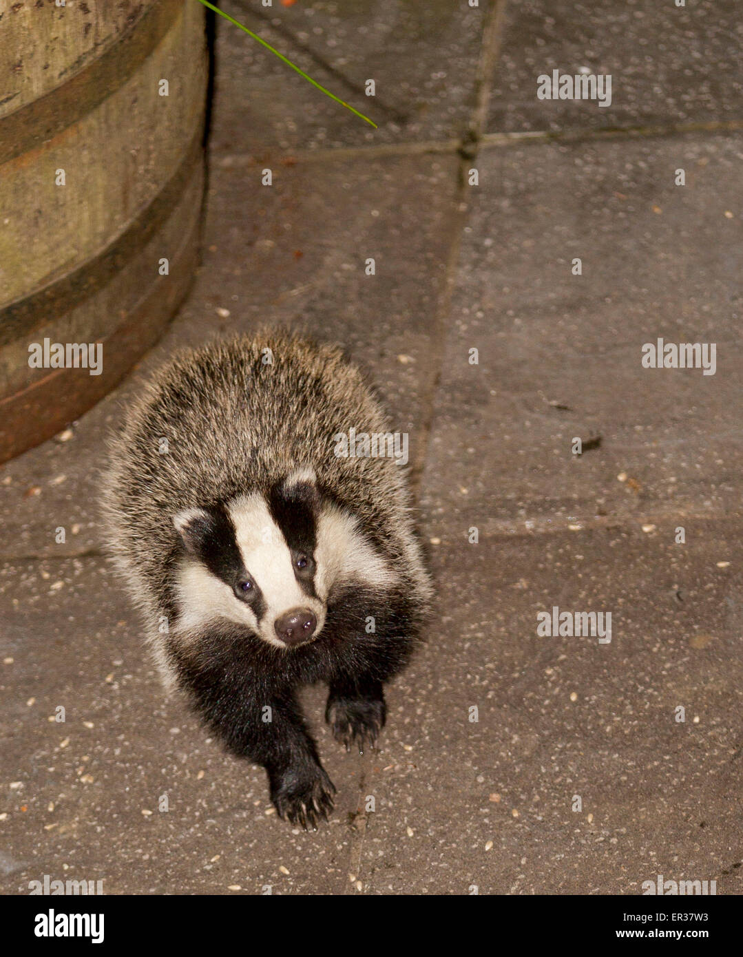 Baby badger wild hi-res stock photography and images - Alamy
