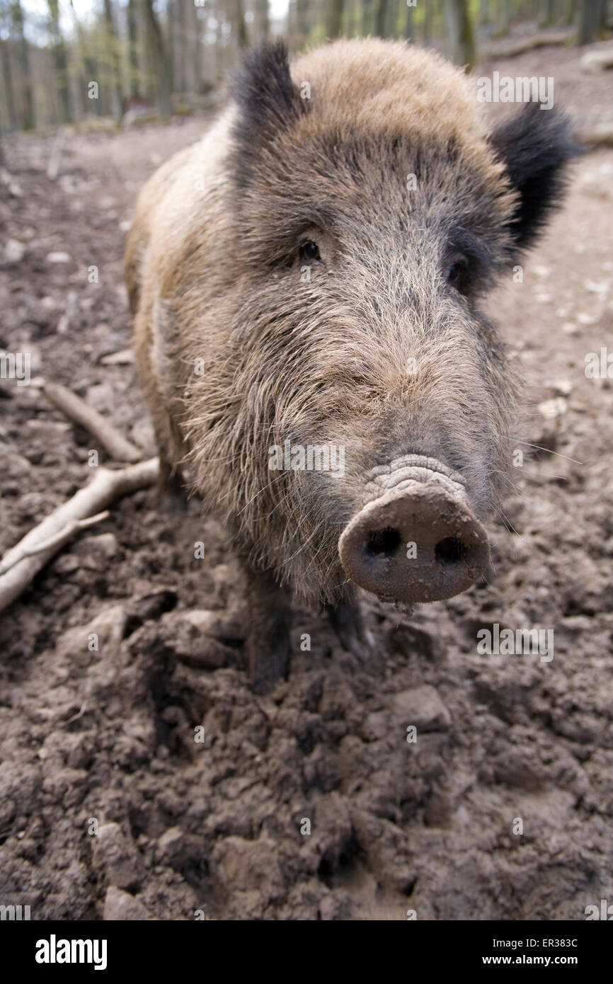 Wildschwein hi-res stock photography and images - Alamy