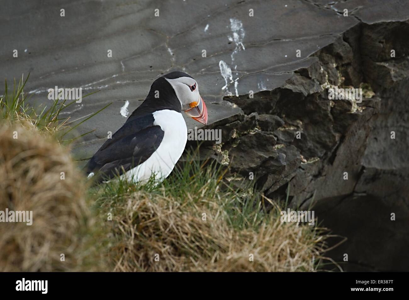 Puffin on a cliff Stock Photo - Alamy