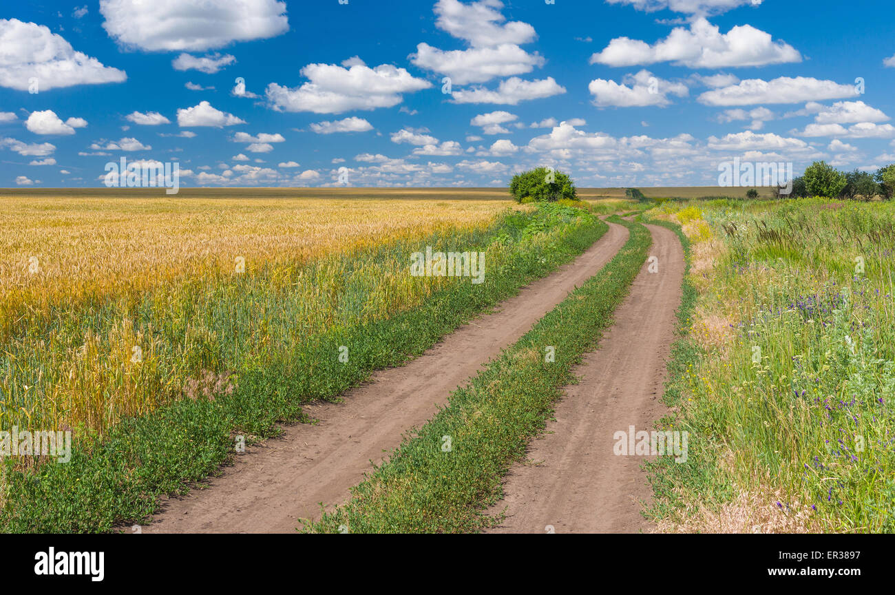 Ukrainian rural landscape with wheat field and dirty road on the edge ...