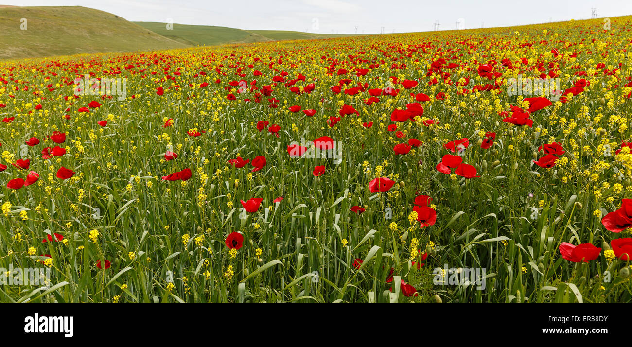 Poppy field.Ismailli.mountains. Azerbaijan Stock Photo - Alamy