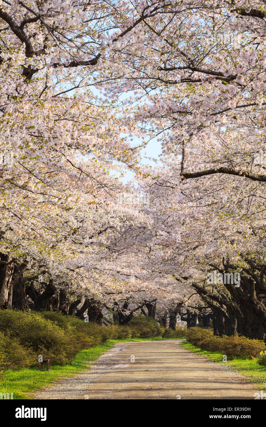Avenue blossom cherry cherry hi-res stock photography and images - Alamy