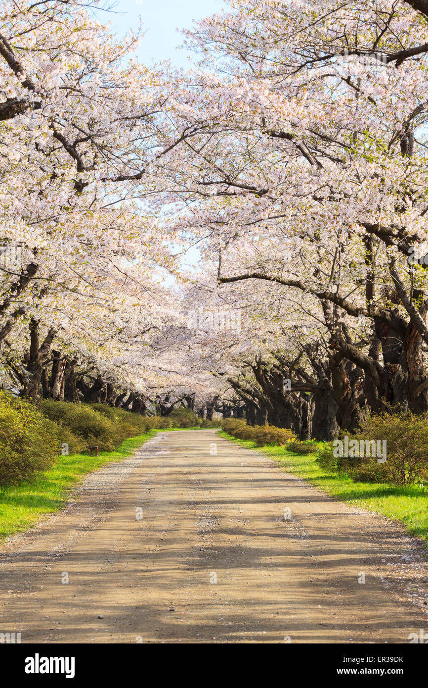 Cherry blossoms bloom path of Kitakami Tenshochi, Iwate, Japan Stock ...