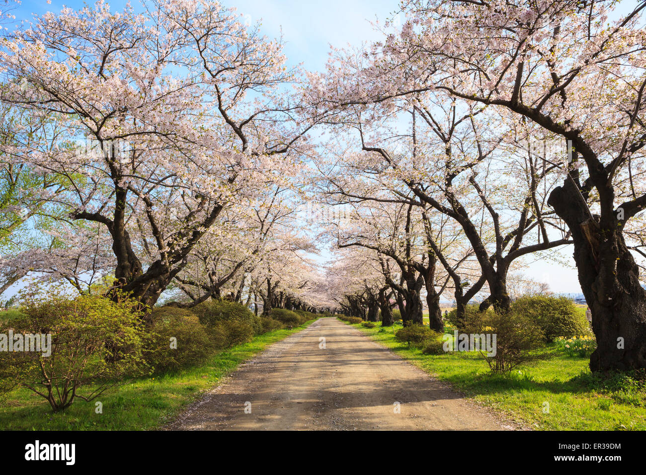 Avenue blossom cherry cherry hi-res stock photography and images - Alamy