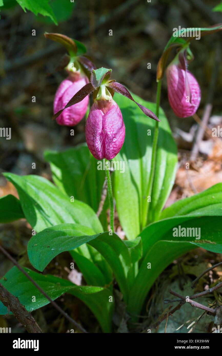 Slipper orchids hi-res stock photography and images - Alamy