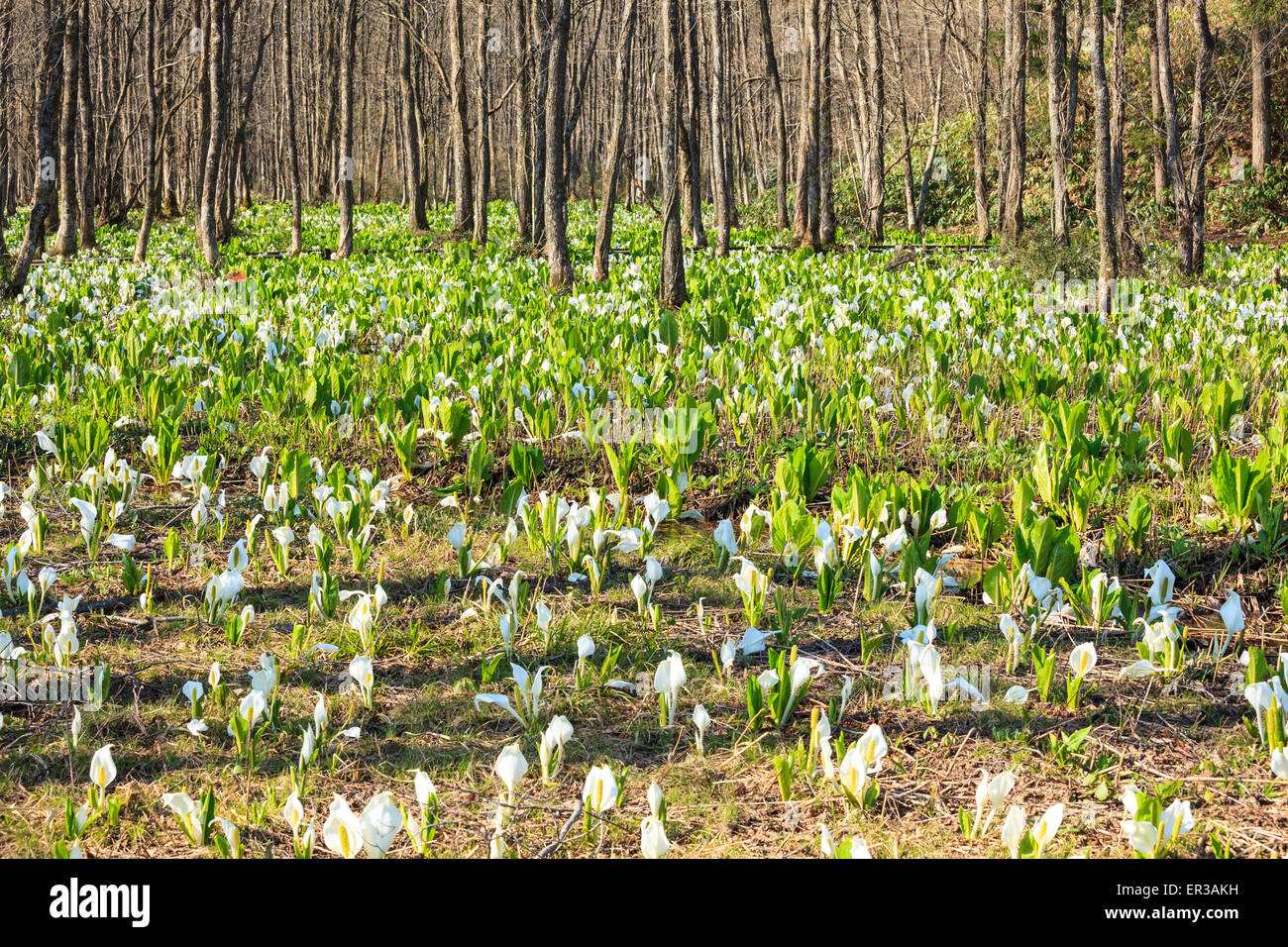 Sashimaki Moor Japanese Skunk Cabbage Colony, Akita, Japan Stock Photo ...