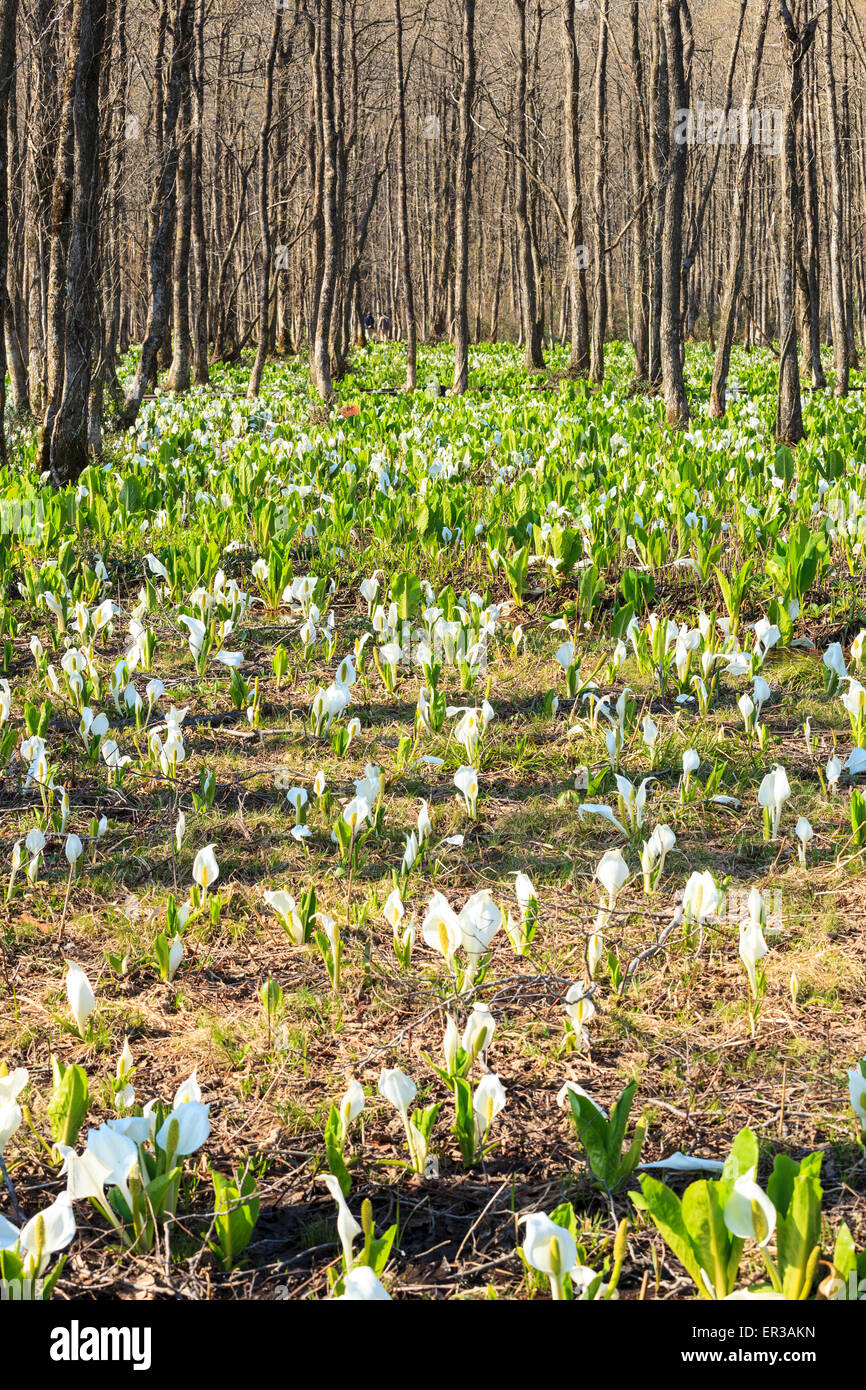 Sashimaki Moor Japanese Skunk Cabbage Colony, Akita, Japan Stock Photo ...
