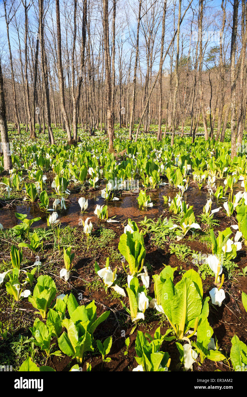 Sashimaki Moor Japanese Skunk Cabbage Colony, Akita, Japan Stock Photo ...