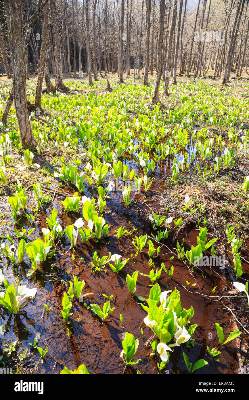 Sashimaki Moor Japanese Skunk Cabbage Colony, Akita, Japan Stock Photo ...