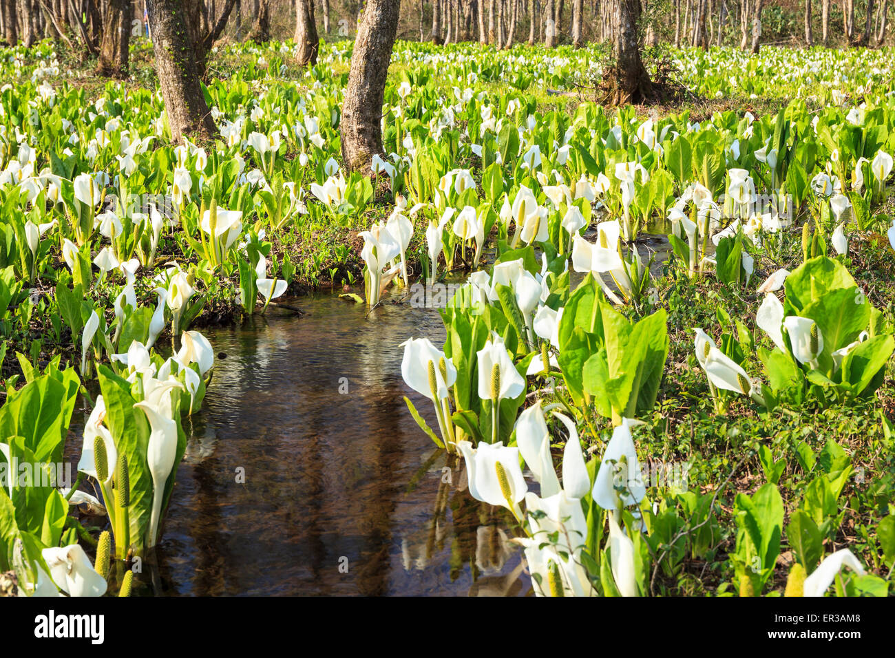 Sashimaki marshland hi-res stock photography and images - Alamy