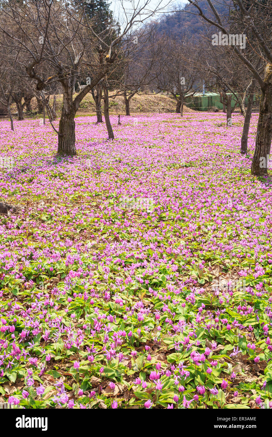 Dogtooth Violet Colony, Semboku City, Akita, Japan Stock Photo - Alamy