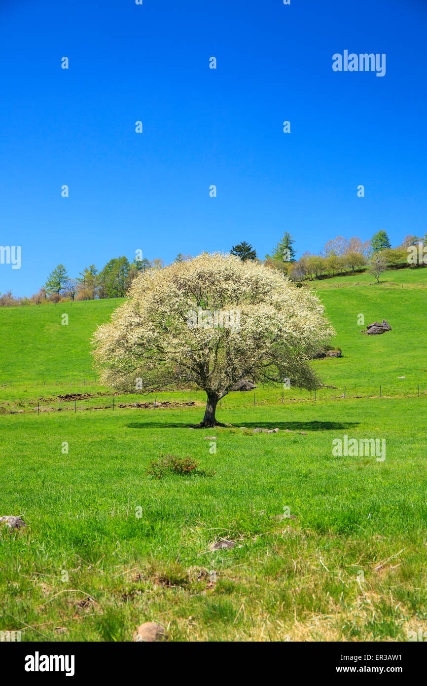 Blooming Pear Tree in Yatsugatake farm, Yamanashi, Japan Stock Photo ...