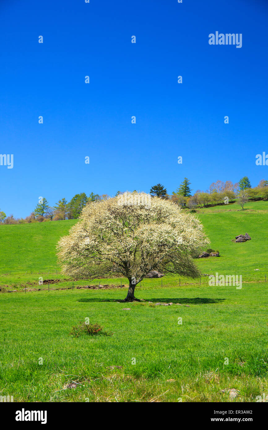 Blooming Pear Tree in Yatsugatake farm, Yamanashi, Japan Stock Photo ...