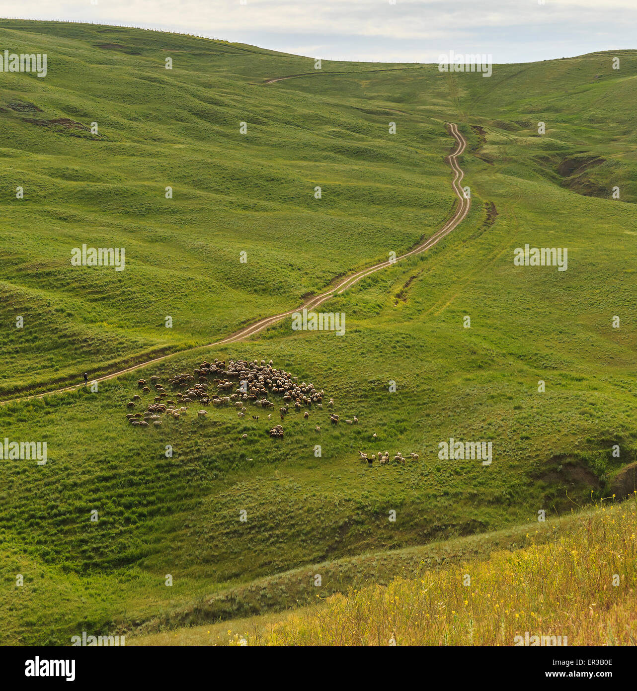 A shepherd tending a flock of sheep in the mountains of Gobustan ...