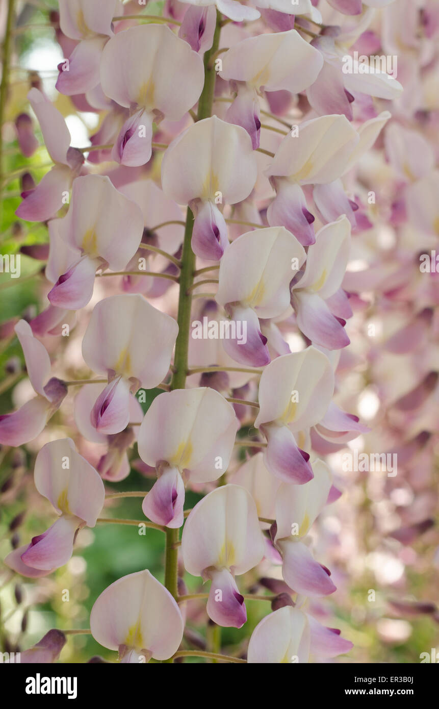 Dense clusters of purple blooms hi-res stock photography and images - Alamy