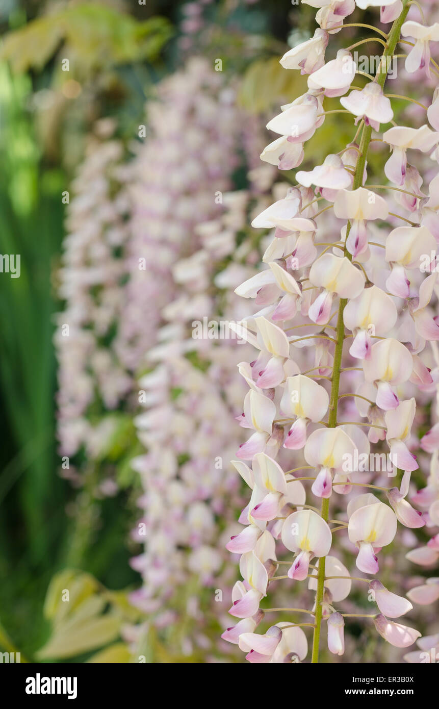 Dense clusters of purple blooms hi-res stock photography and images - Alamy