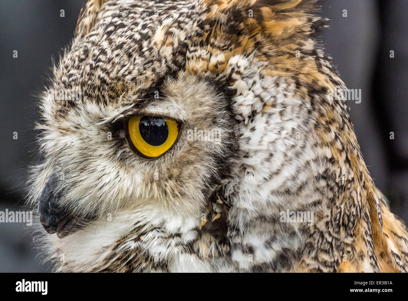 Great Horned Owl Face Side View
