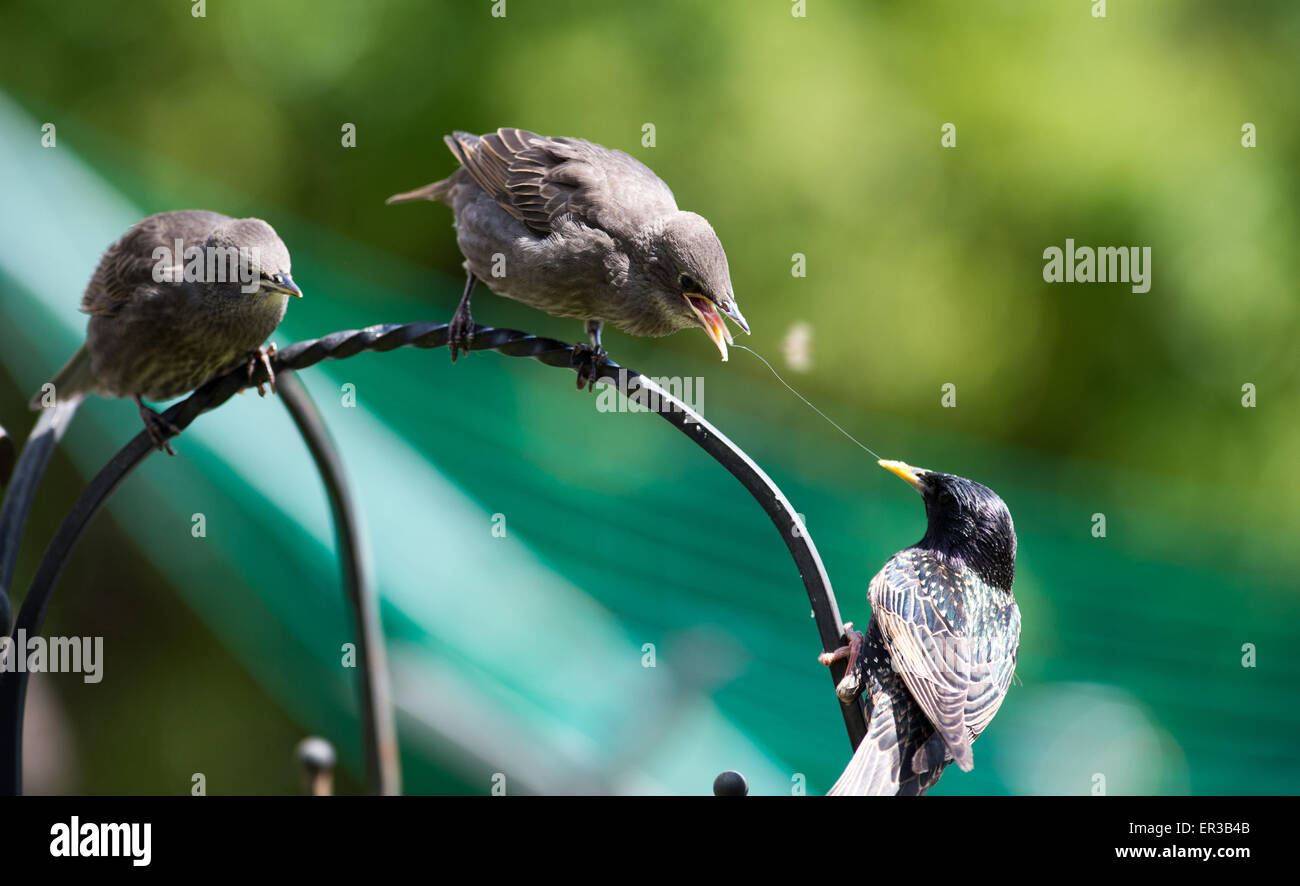 Baby starling uk hi-res stock photography and images - Alamy