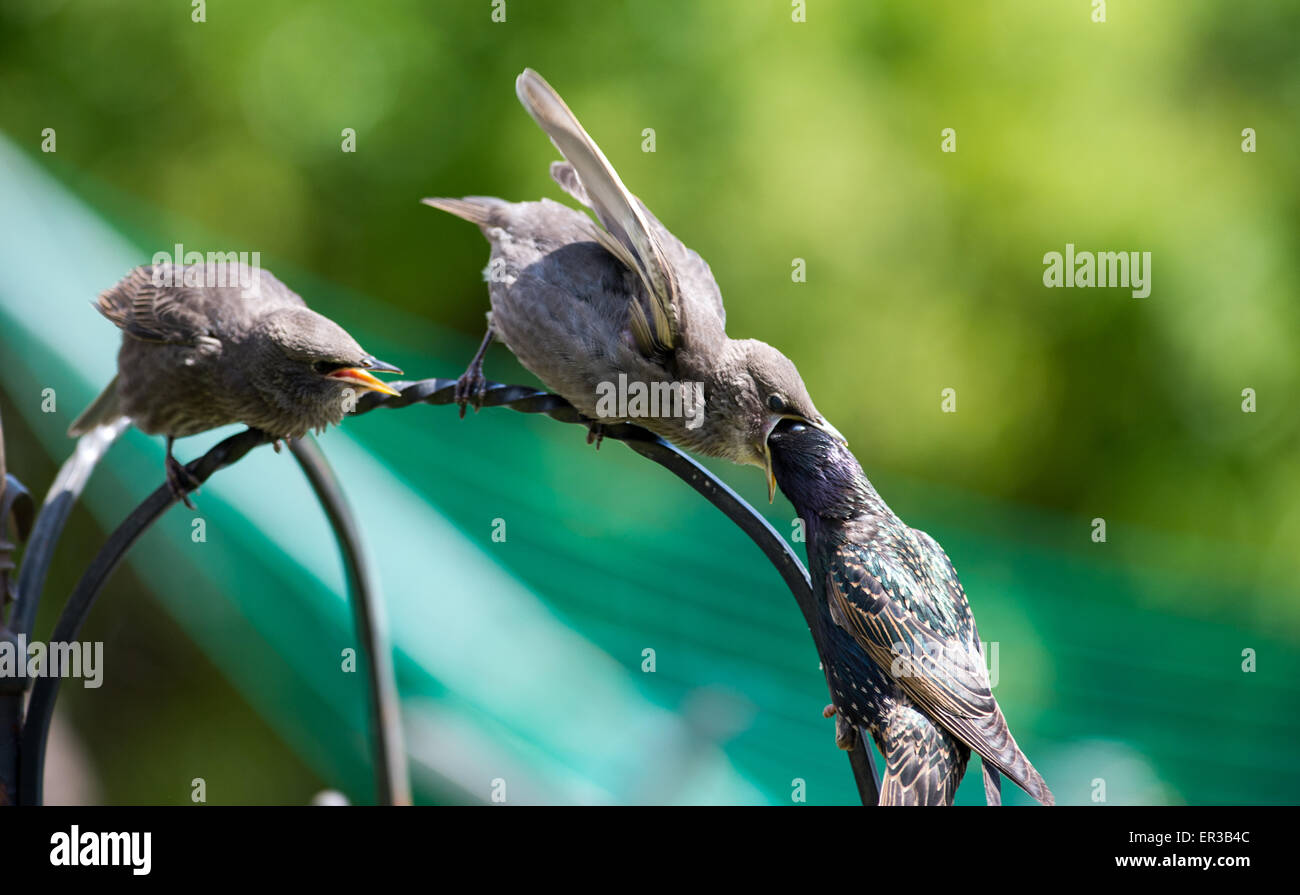 Baby starling uk hi-res stock photography and images - Alamy
