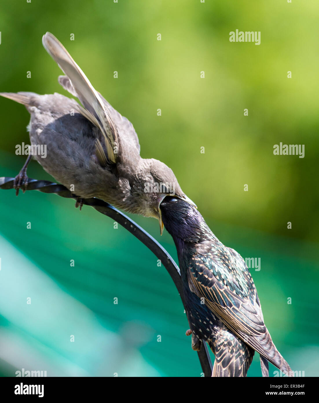 Baby starling uk hi-res stock photography and images - Alamy