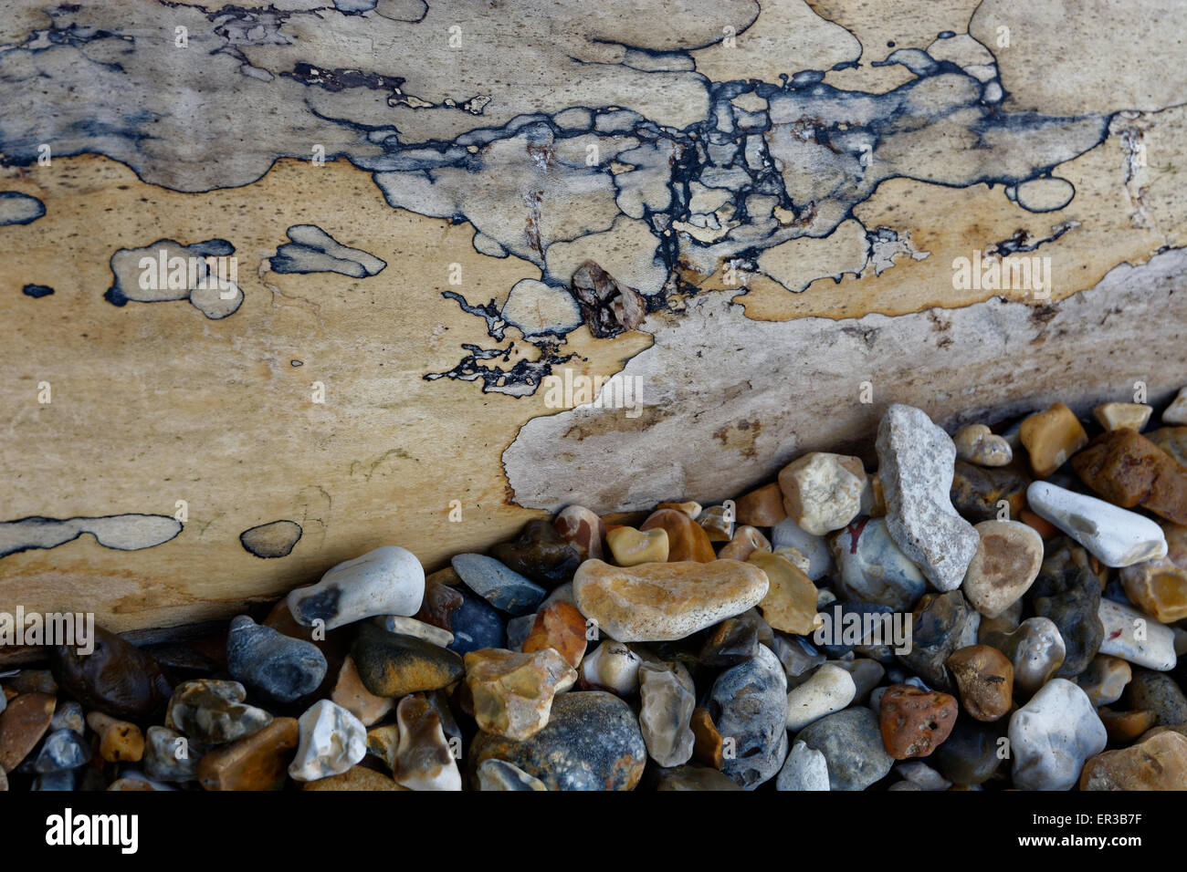 Pebbles and Tree Trunk, Bembridge, Isle of Wight, England, UK, GB Stock ...
