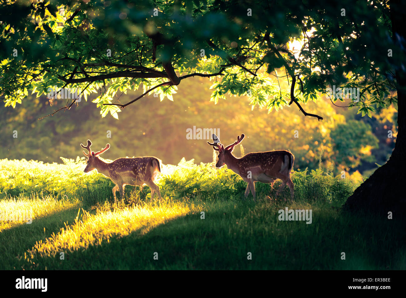 Two deer in the park Stock Photo - Alamy