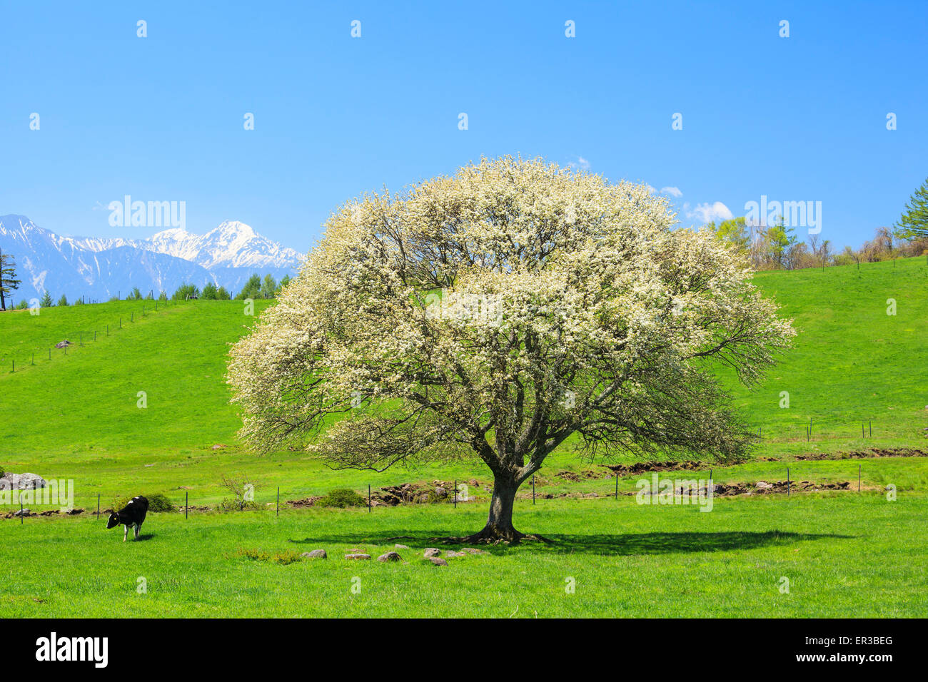 Blooming Pear Tree in Yatsugatake farm, Yamanashi, Japan Stock Photo ...