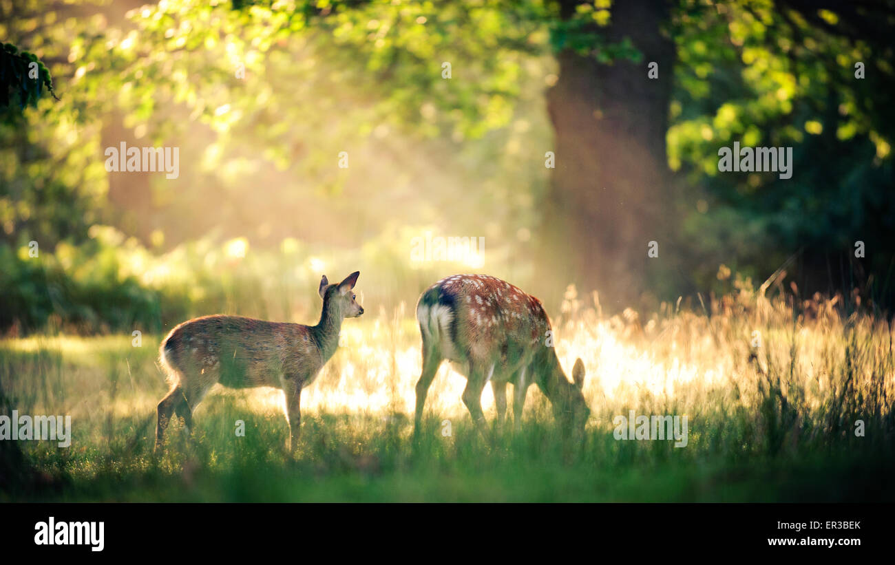 Two deer hi-res stock photography and images - Alamy