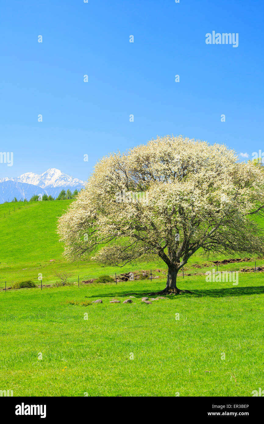 Blooming Pear Tree in Yatsugatake farm, Yamanashi, Japan Stock Photo ...