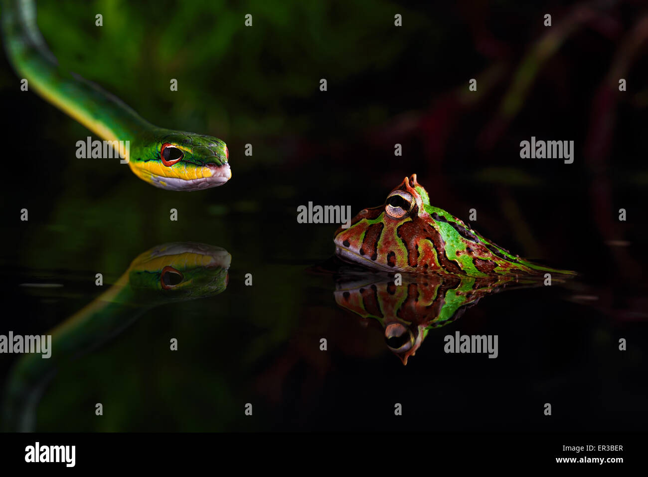 Snake hunting a toad Stock Photo - Alamy