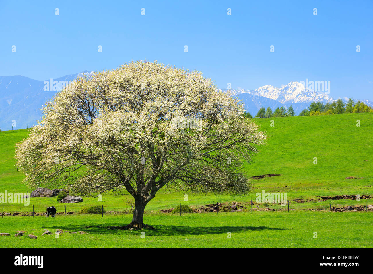 Blooming Pear Tree in Yatsugatake farm, Yamanashi, Japan Stock Photo ...